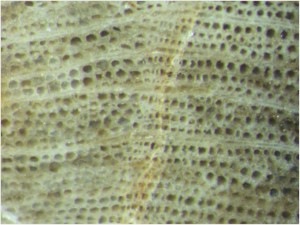 Fire Scar on a Triassic Tree | Bruce Byers ConsultingBruce Byers Consulting