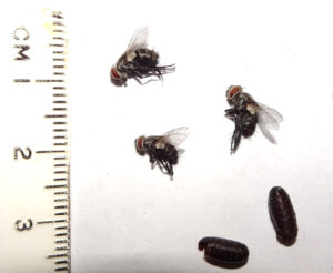 A Decade of Monarchs and Milkweeds | Bruce Byers Consulting